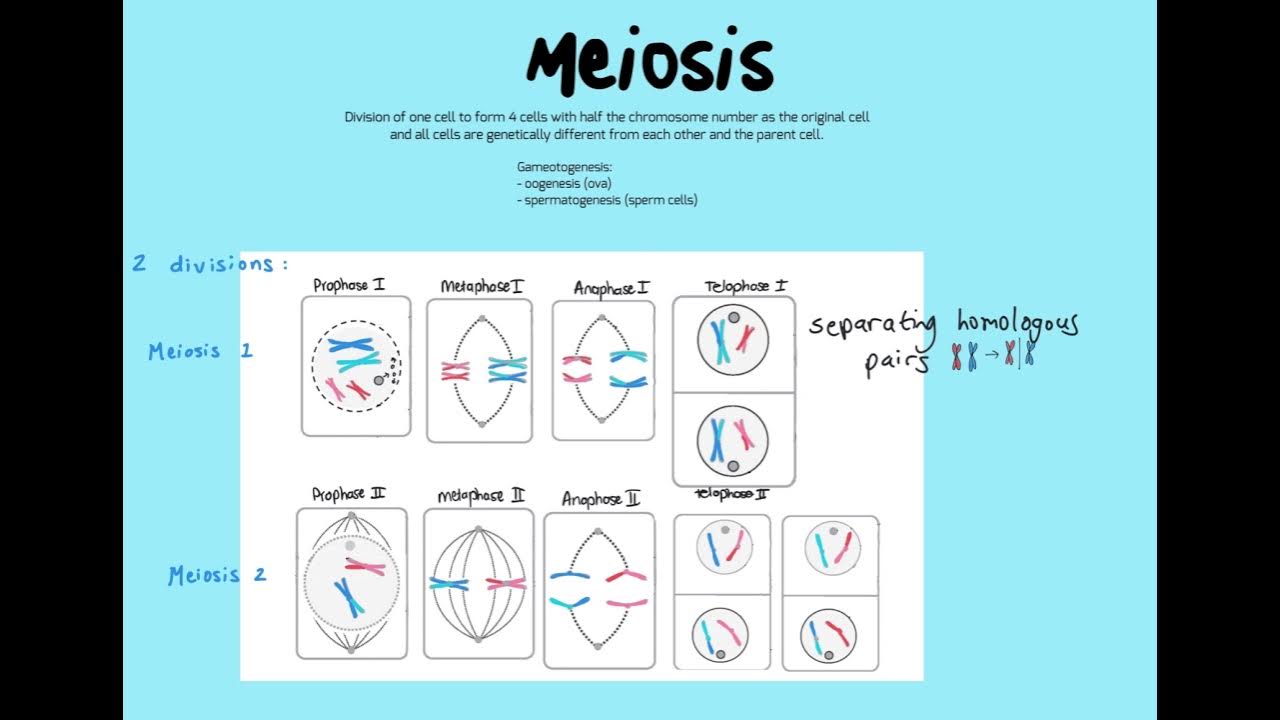 Meiosis intro - YouTube