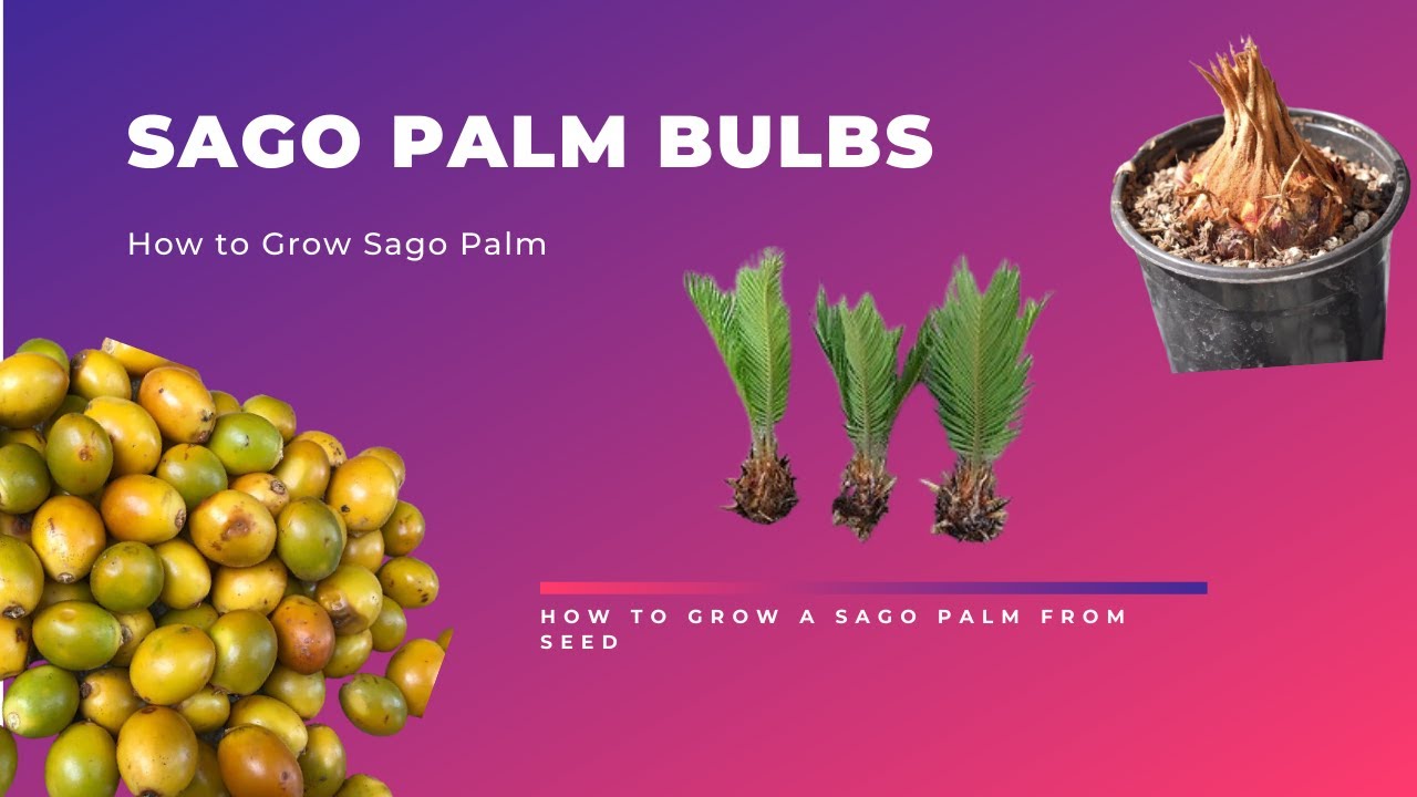 How to sago palm bulb || Sago palm grow || Cycas revoluta pups ...