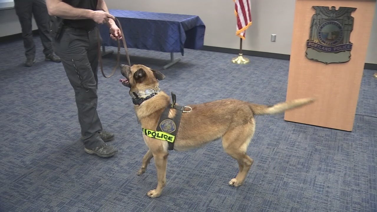 Portland drug detection dog featured at meet-and-greet: ‘Niko will do ...