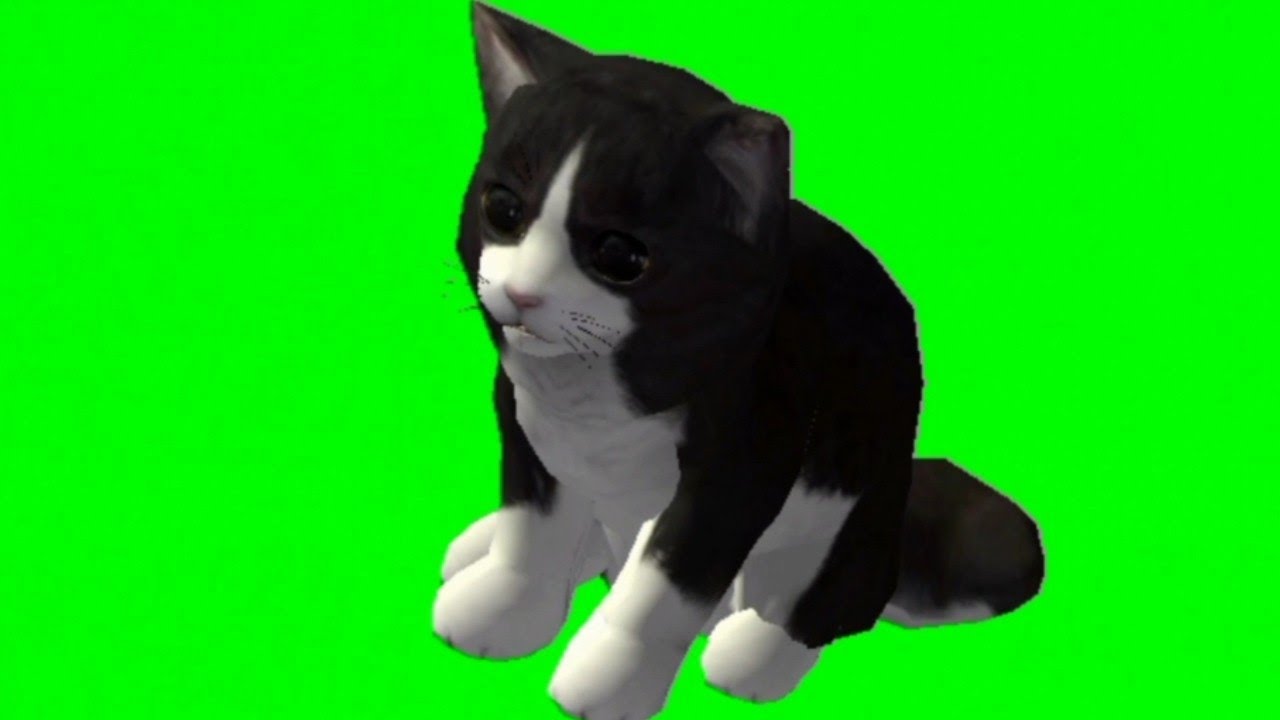 No copyright cat playing green screen. copyright free green screen ...