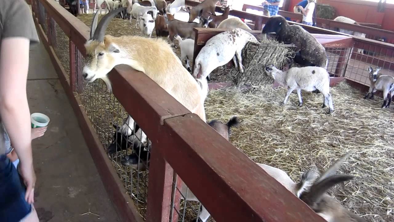 Logan v Goat - YouTube