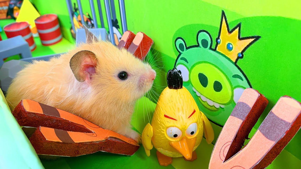 Hamsters Race - Angry Birds Obstacle course for hamsters - YouTube