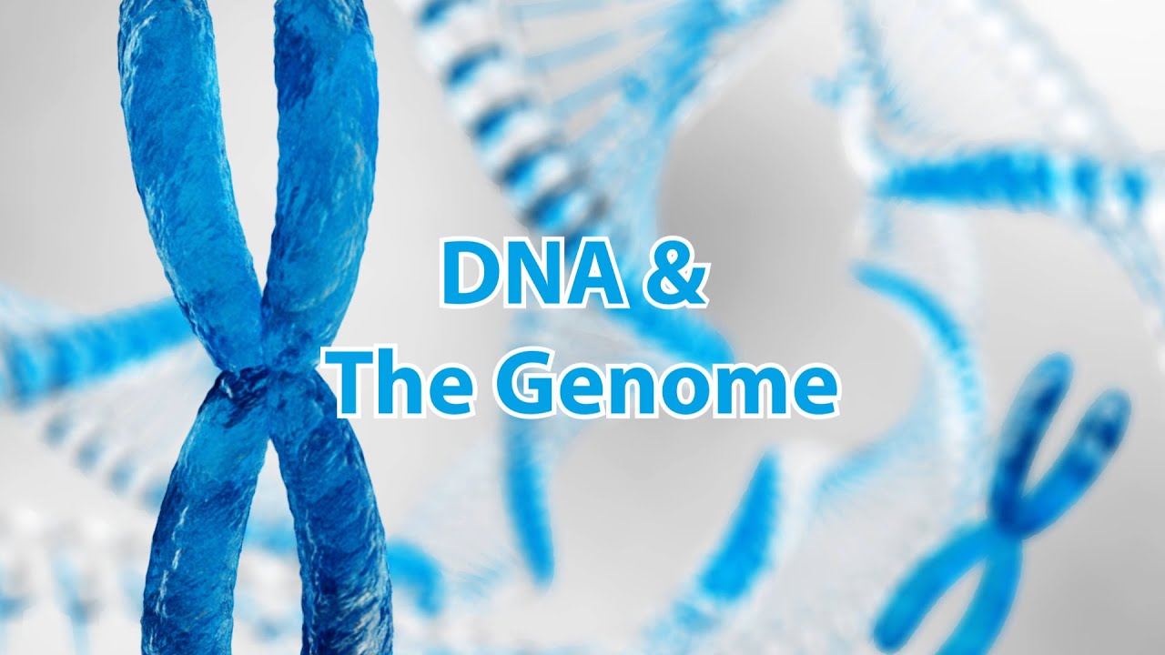 AQA Dual & Triple GCSE Biology Revision - DNA & The Genome Knowledge ...