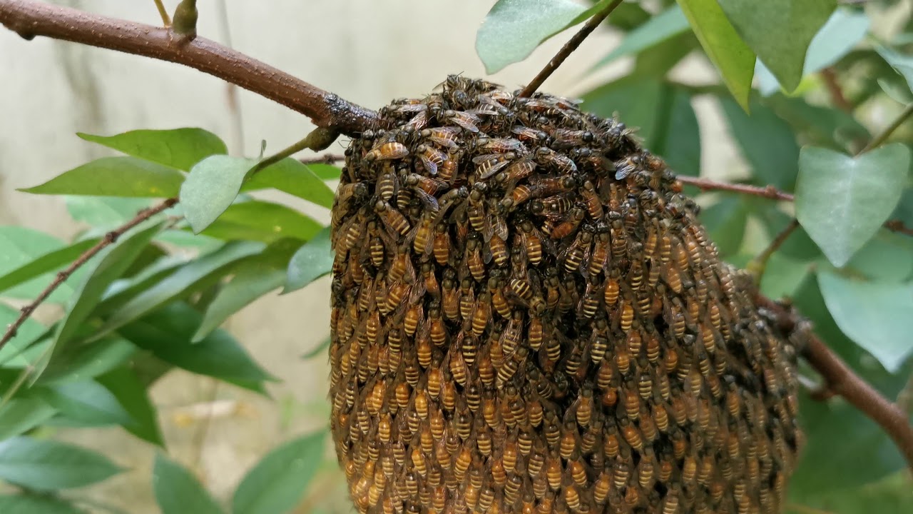 Dwarf Honey Bees, Apis Florea Pt 2 - YouTube