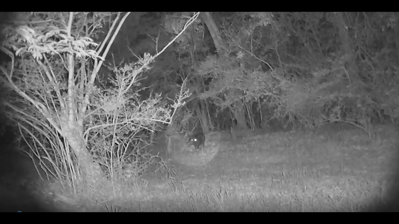 Sionyx Aurora - Hog Hunt 07/24/21 - YouTube