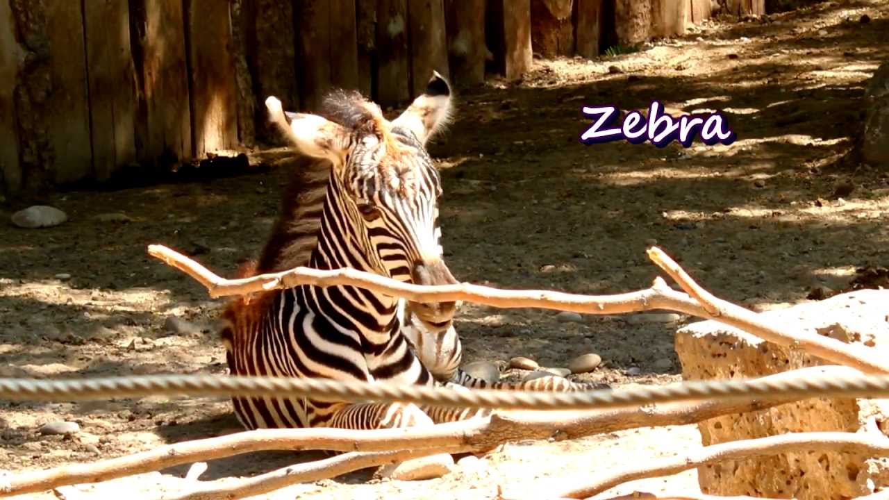 First Time At the Zoo Video - Jenks - YouTube