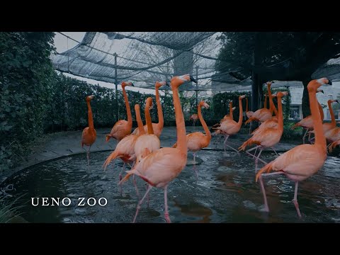 Japonya, Tokyo yürüyüş turu | Yağmurdan sonra Ueno Zooloji Bahçeleri [4K]