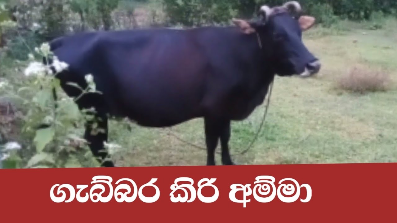 ගැබ්බර එළදෙන / pregnant cow @SL_Animals_Tv - YouTube