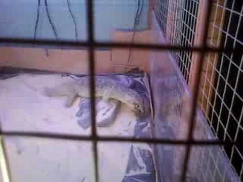 Rat Vs Lizard 2 - YouTube