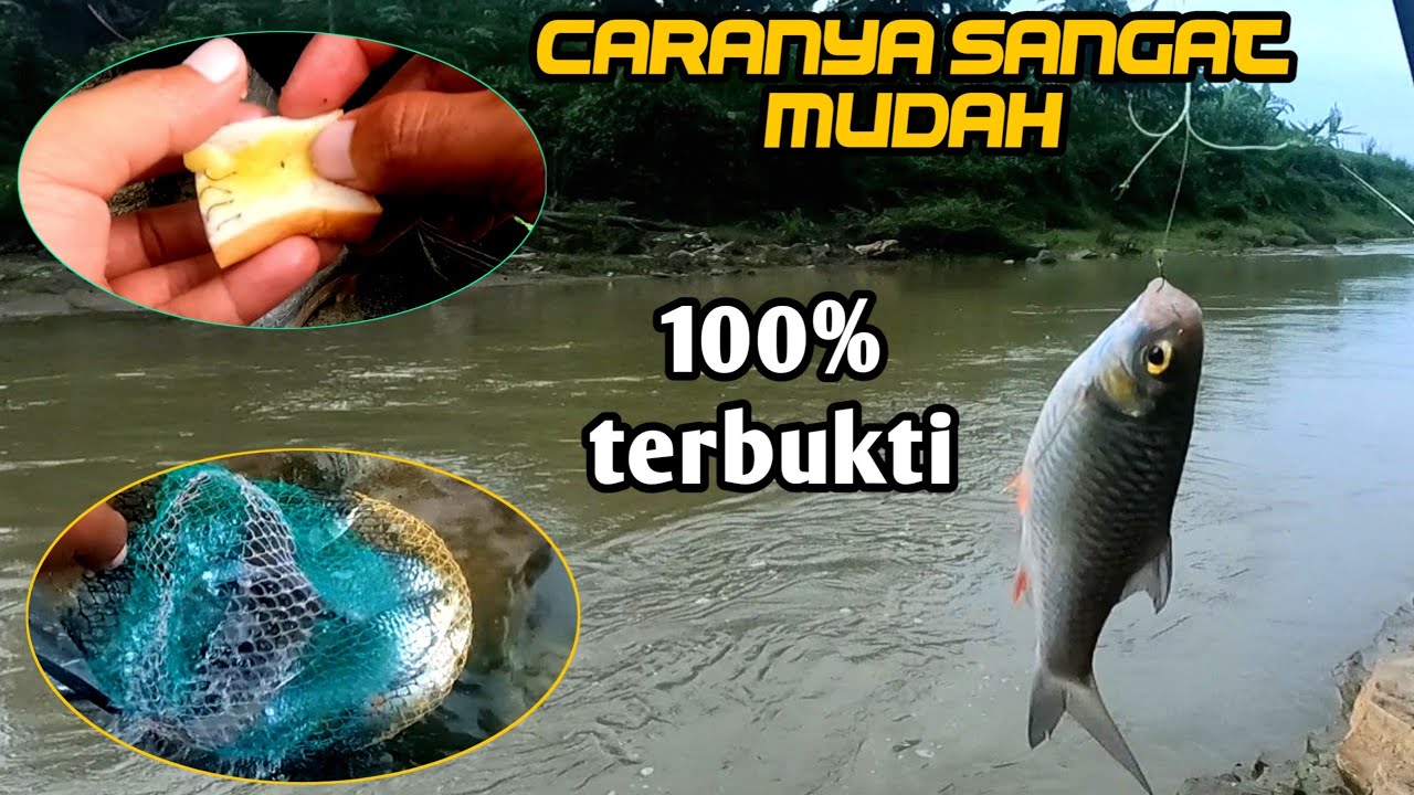Cara paling mudah mancing ikan brek || Tawes sirip merah terbukti ...