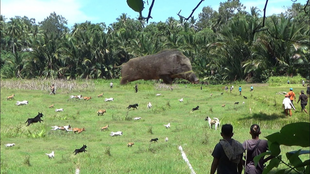 BABI HUTAN PENGHUNI RAWA-RAWA DI SERBU ANJING PEMBURU | Satu di ...