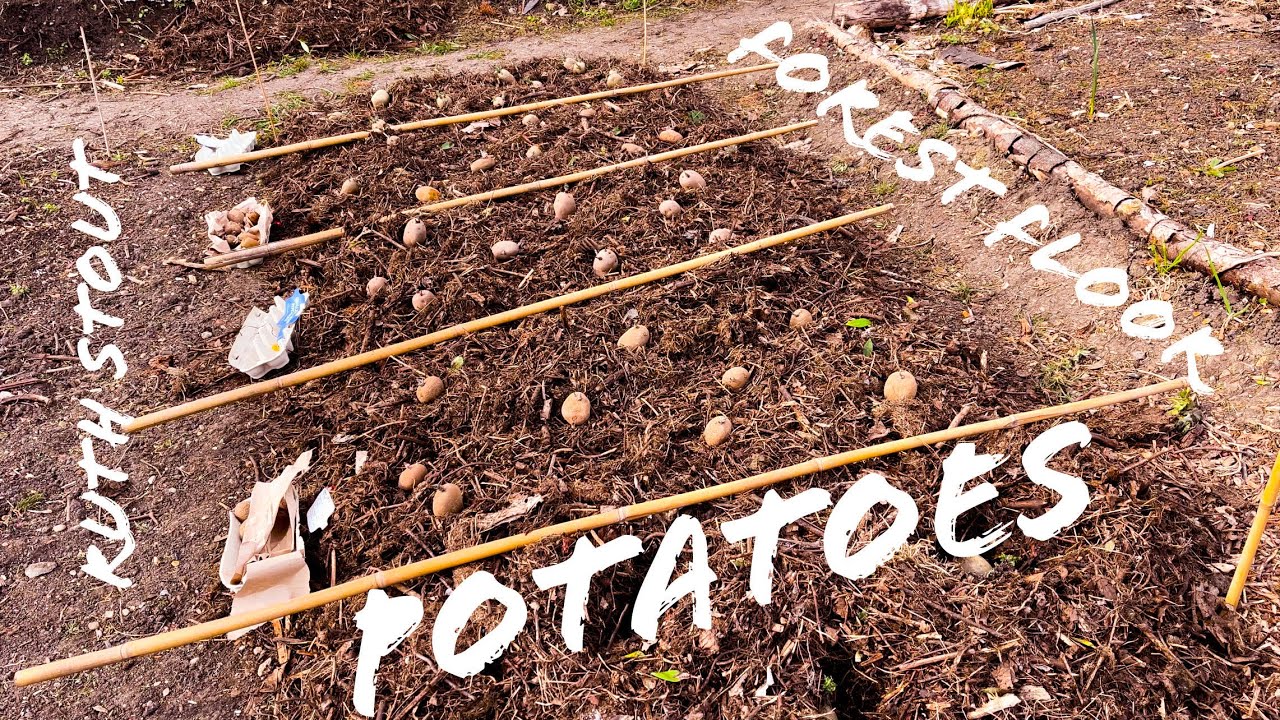 GROWING POTATOES ON THE FOREST FLOOR USING THE RUTH STOUT METHOD - YouTube