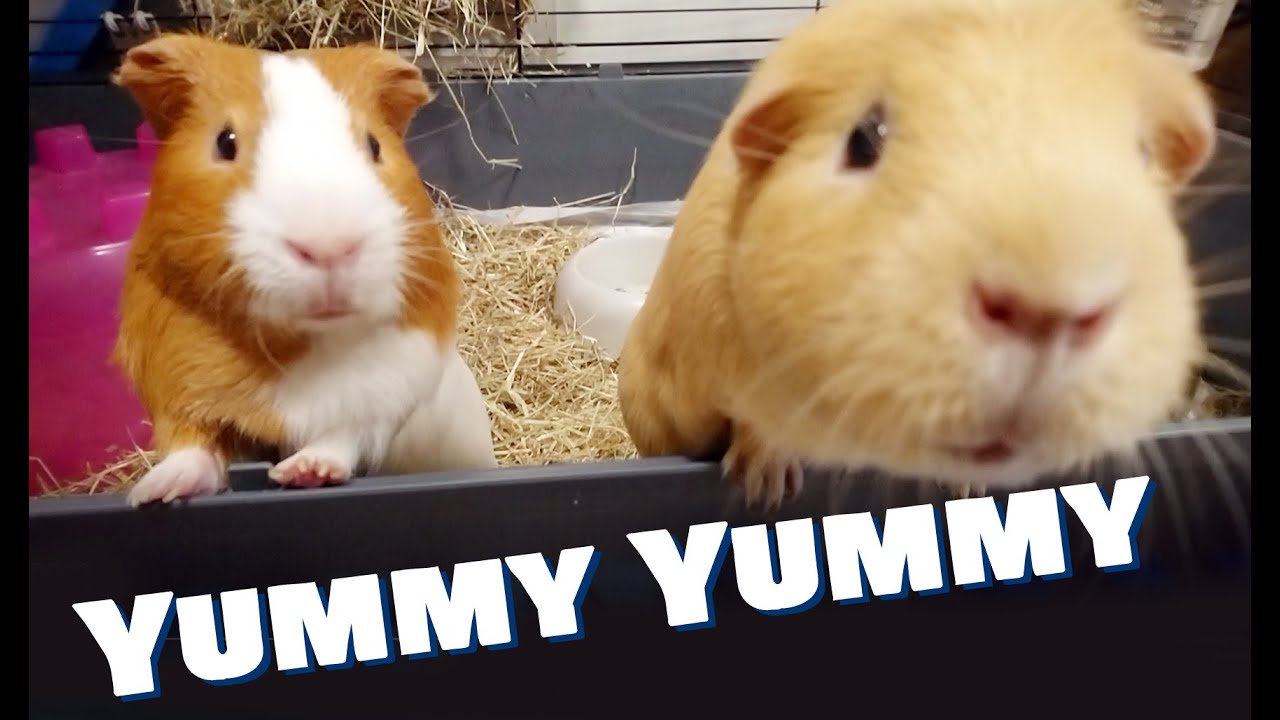 Guinea Pigs - Yummy | Lovely Jimmy & Piggy | Small Animals - YouTube