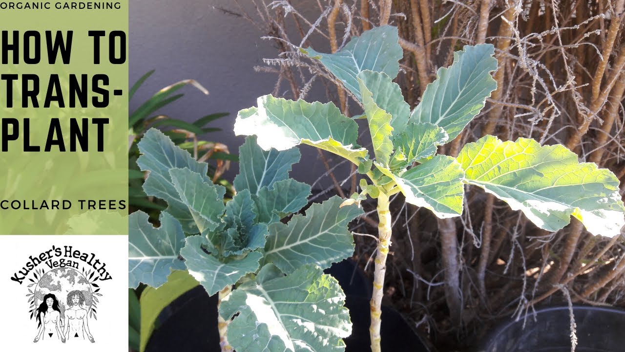 How to Transplant Collard Trees - YouTube