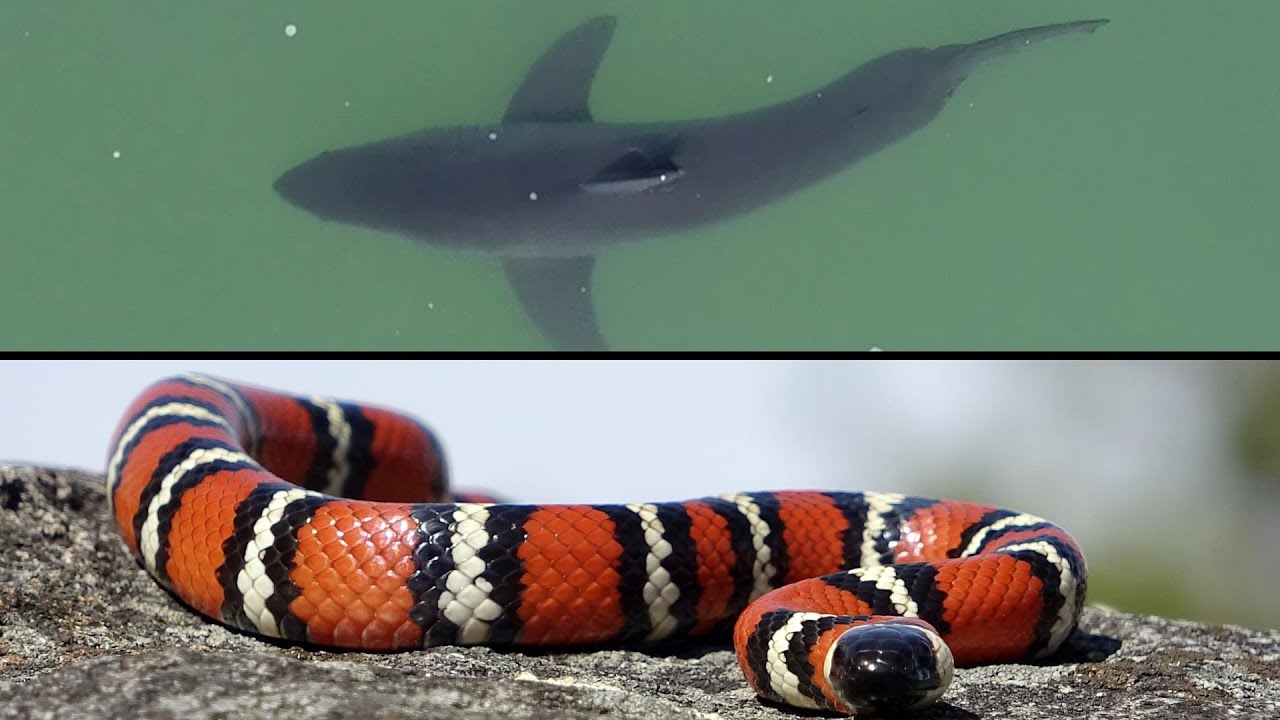 White Sharks and Red Snakes - YouTube
