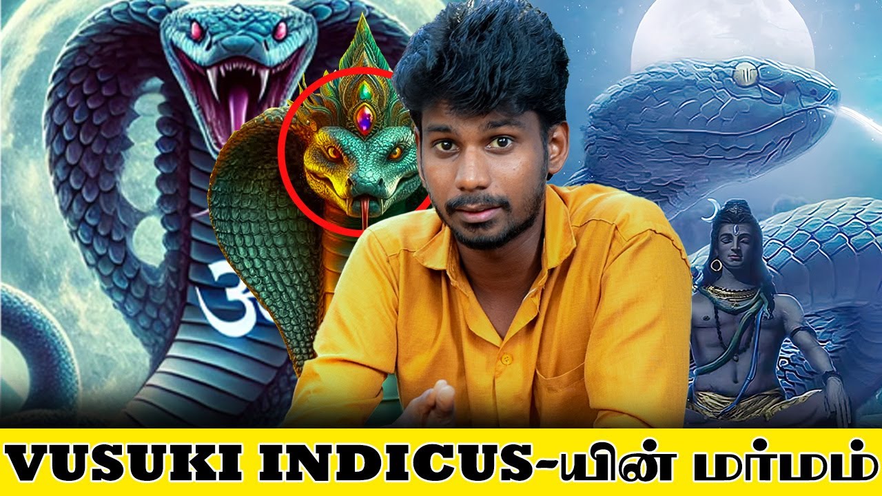 Vasuki Indicas🧐🐉🐉😱Largest Snake | Vasuki Indicas in India | World's ...