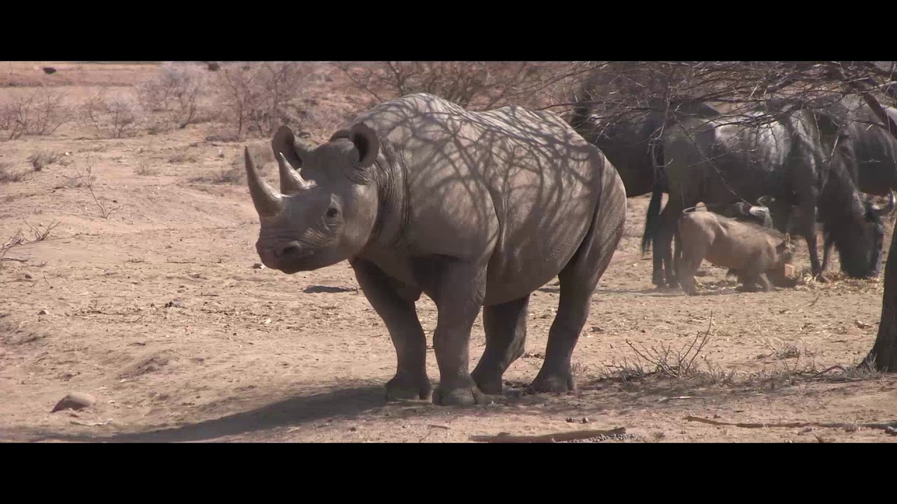 Sustainable tourism in Namibia's communal conservancies - YouTube
