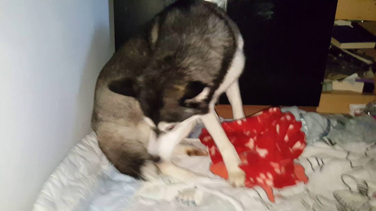 How Long Does A Husky Give Birth