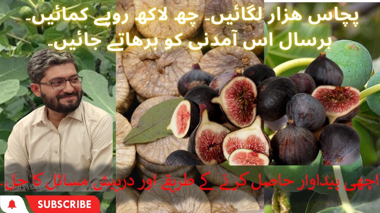 Injeer Farming: The Secret to Success. Injeer farming in pakistan # ...