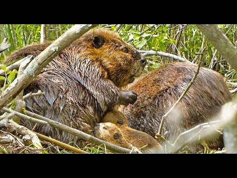 Beaver family atop the lodge as mom nurses her tiny young Kits - YouTube