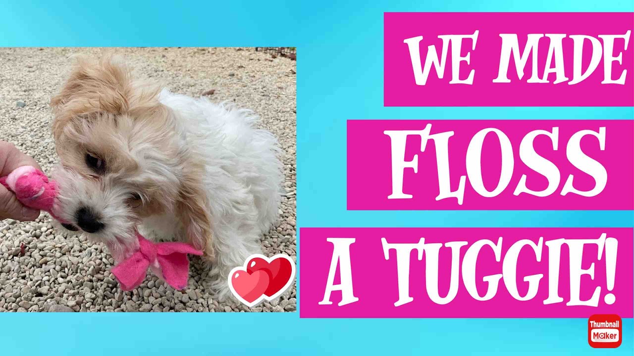 We Made Floss a Tuggie! #puppy #craft - YouTube