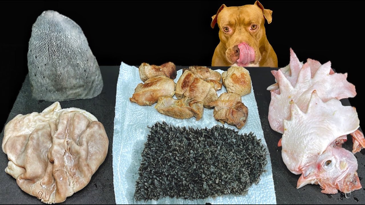 ASMR MUKBANG Pitbull Eating Raw Foods Chicken head Cow stomach tongue ...