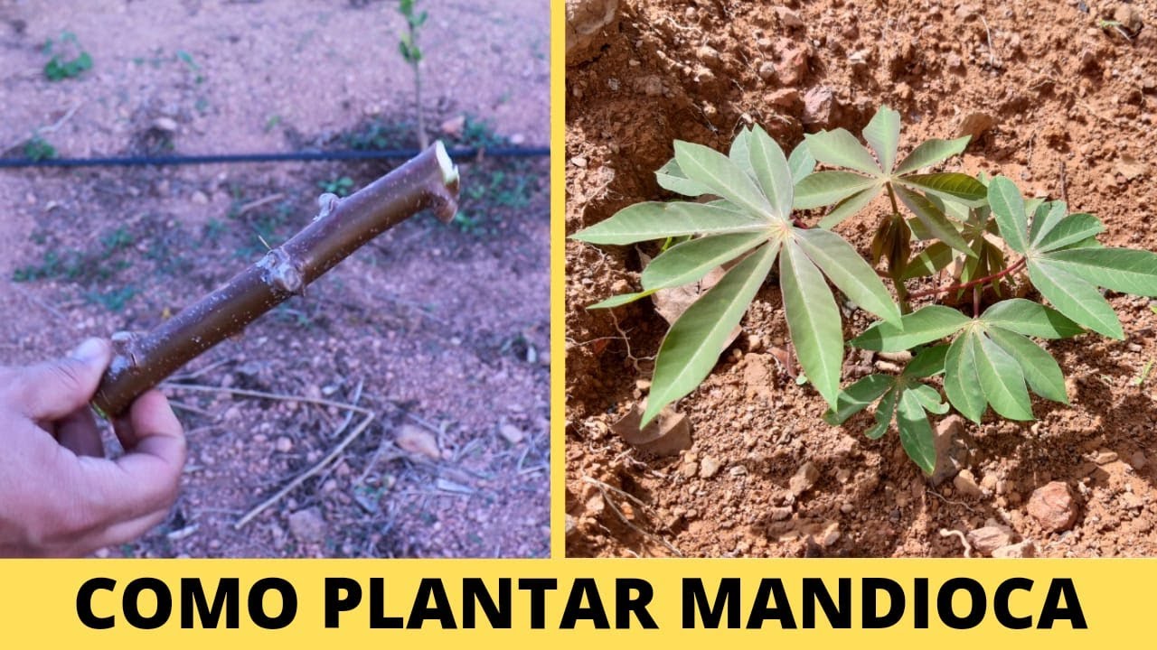 COMO PLANTAR MANDIOCA/MACAXEIRA/AIPIM - JEITO SIMPLES E FÁCIL - YouTube
