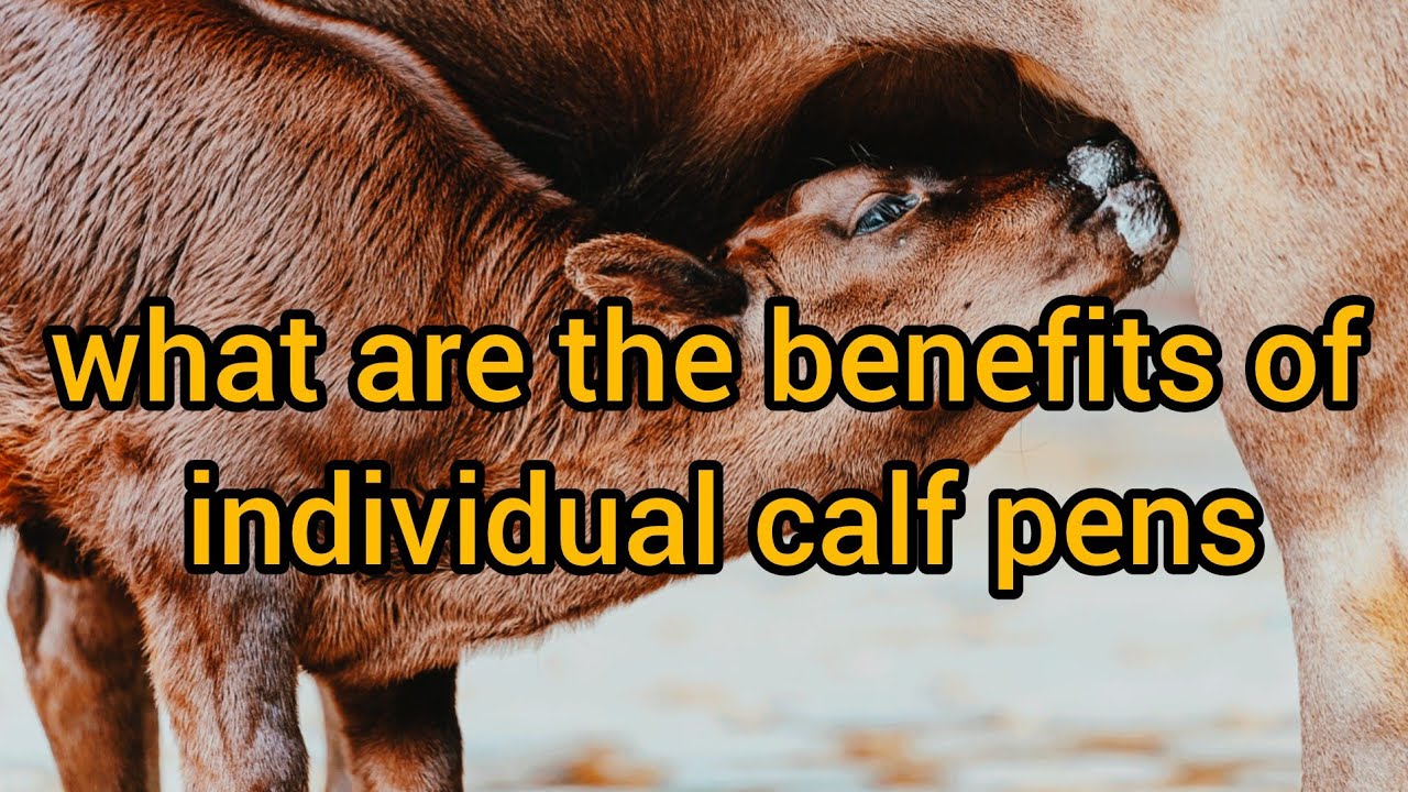 what are the benefits of individual calf pens - YouTube