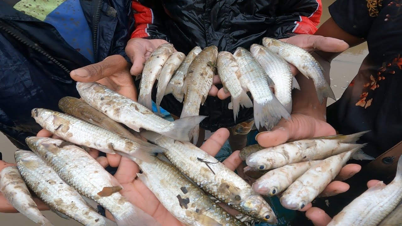 पहाटे 4 वाजता मित्रांसोबत मासे पकडायला गेलो.mumbai indian fishing 🎣 ...