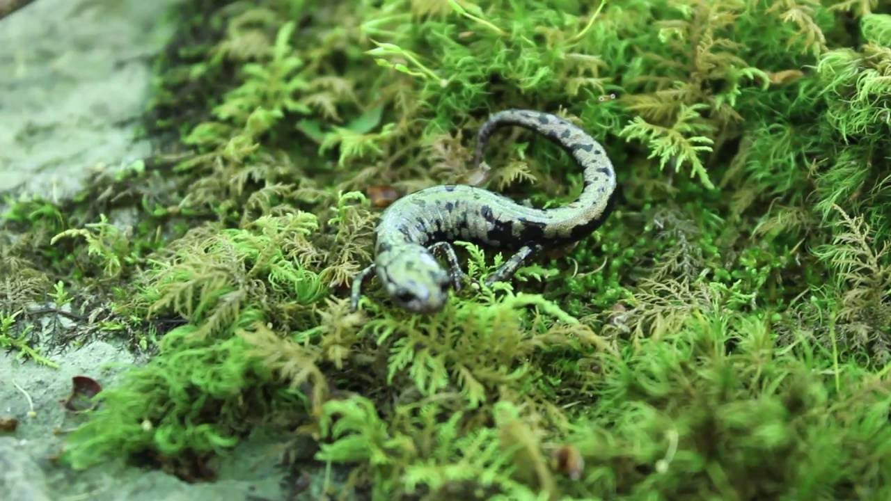Weller's Salamander - YouTube