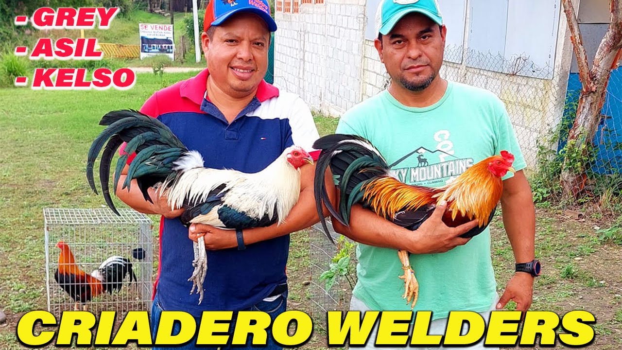 Grey Asil White Kelso Hatch Jose Gamez Criadero Welders Beautiful Birds ...