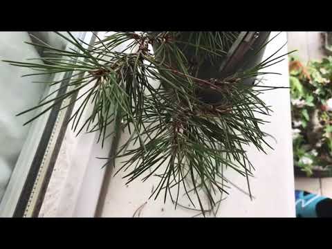 Bonsai pine -candle pruning - YouTube