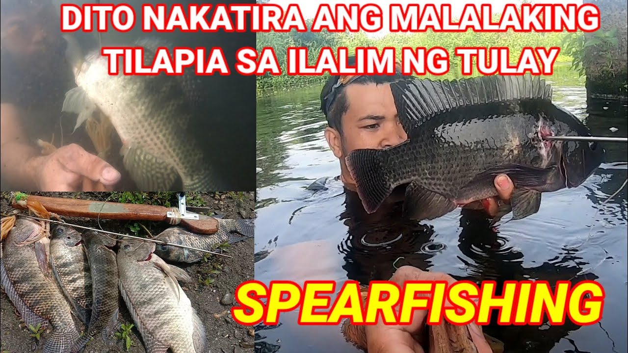 Dambuhalang Tilapia sa Ilalim ng Tulay |Spearfishing 2021 - YouTube