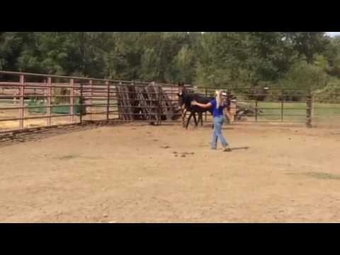 Mules running free - YouTube