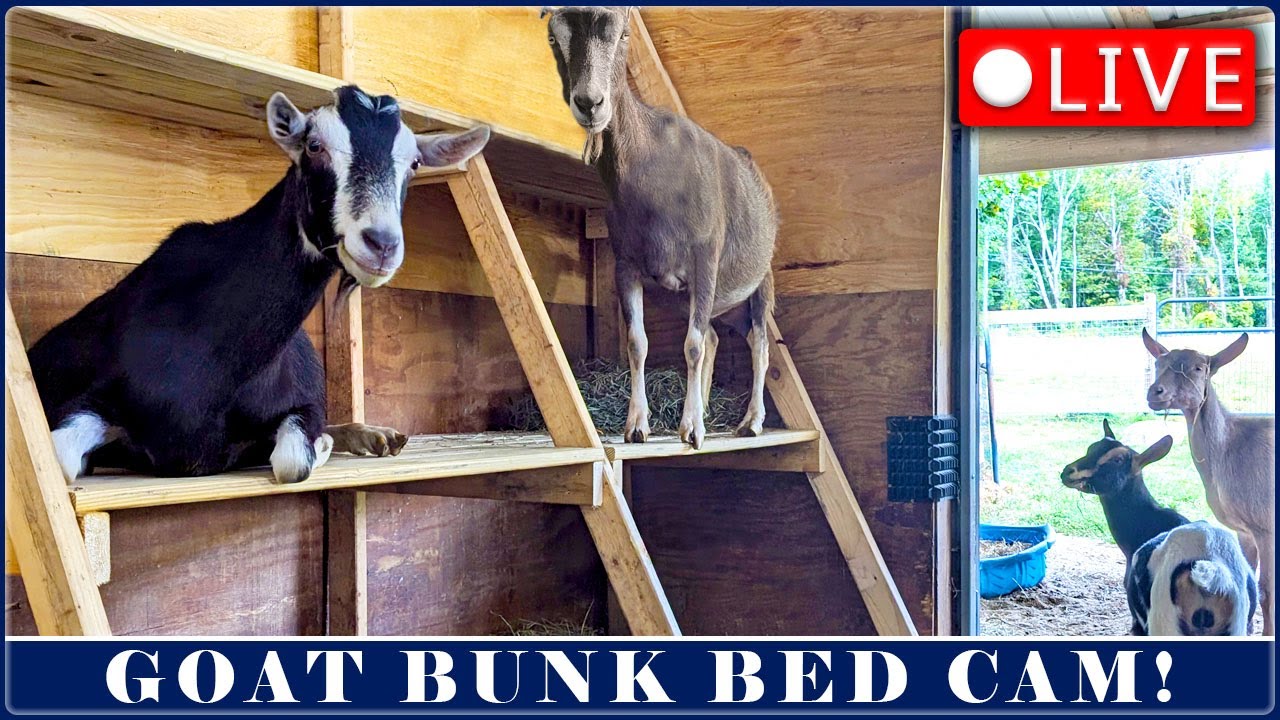 Live Goat Breeding Camera | Syman Says Farms - YouTube