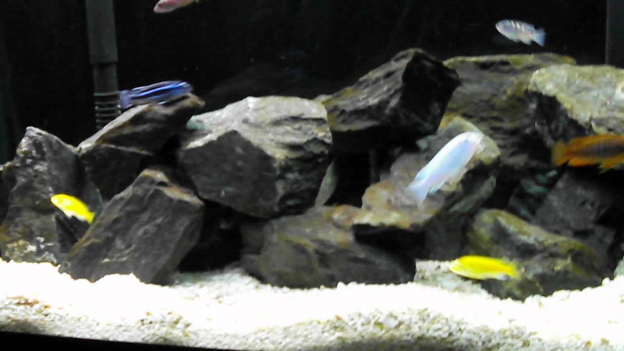 Fish Profile: Aulonocara Lwanda (Red Top Lwanda) - YouTube