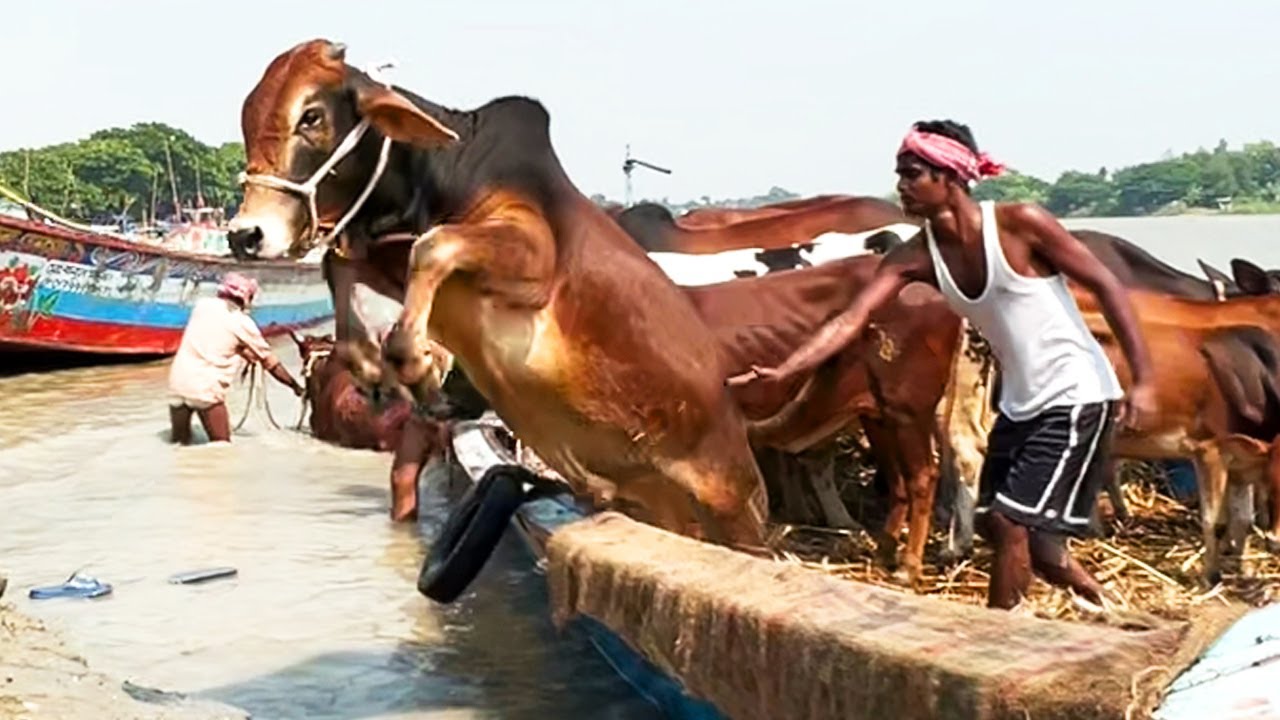 Amazing Big Jump | At very popular village cattle market | Cow ...