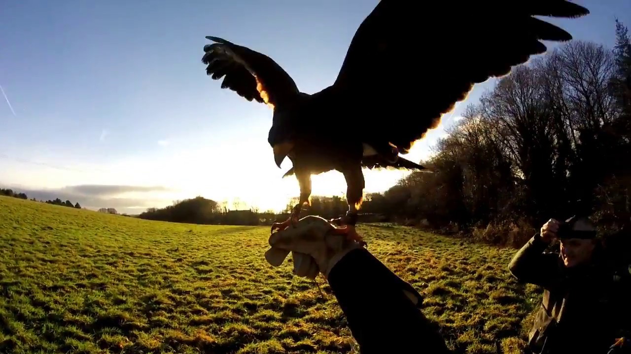 Hunting with Harris Hawks and Ferrets. January 2017 Part 2 - YouTube