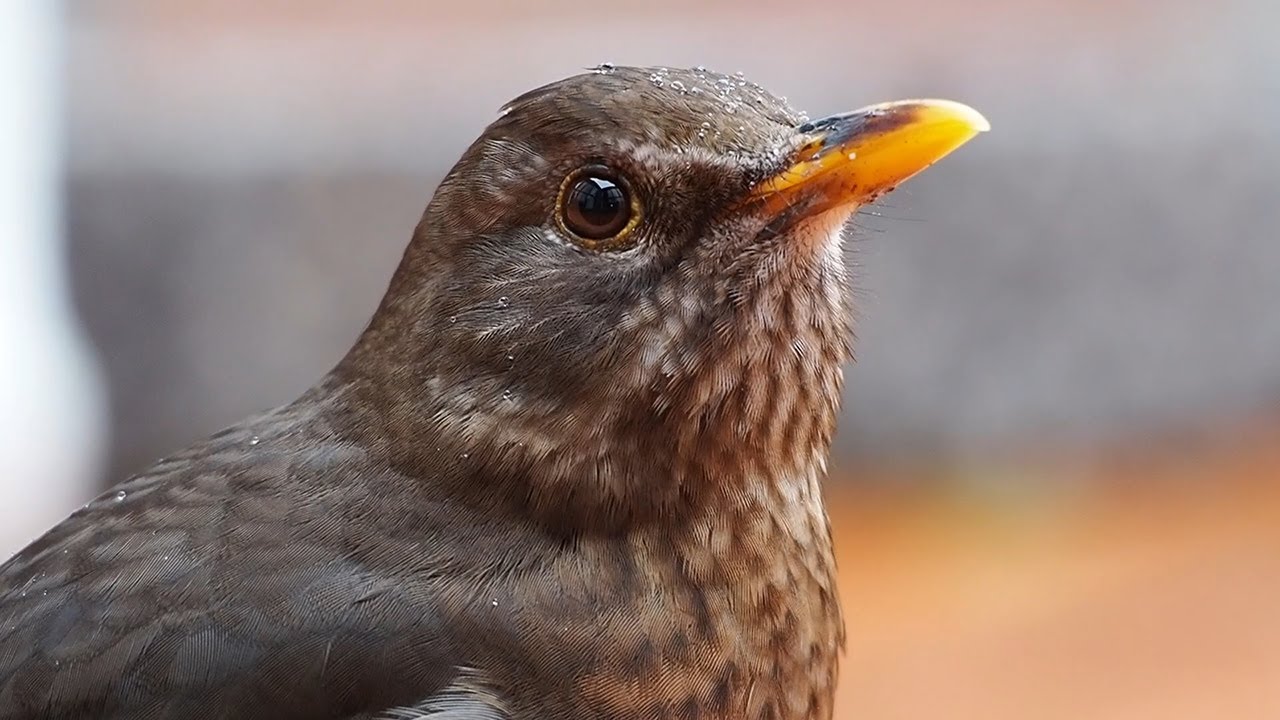 Eurasian Blackbird Chattering / Singing | Christchurch, New Zealand ...