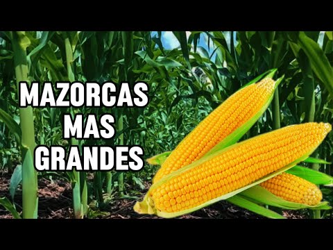 Cosecha Mazorcas Mas Grandes 🌽 Deschuponado, Chiloteo, Poda en el ...