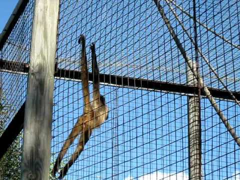 Spider Monkey - Toronto Zoo - YouTube