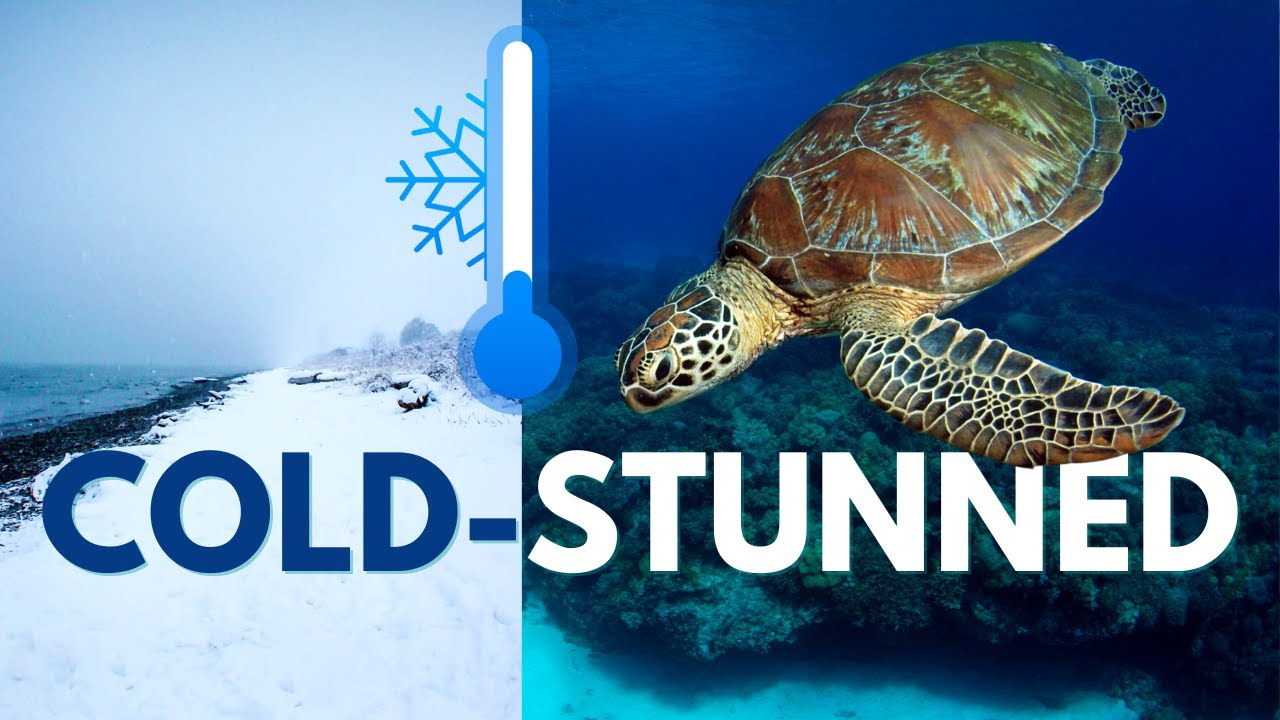 What happens when a sea turtle gets too COLD? // All about cold stunned ...
