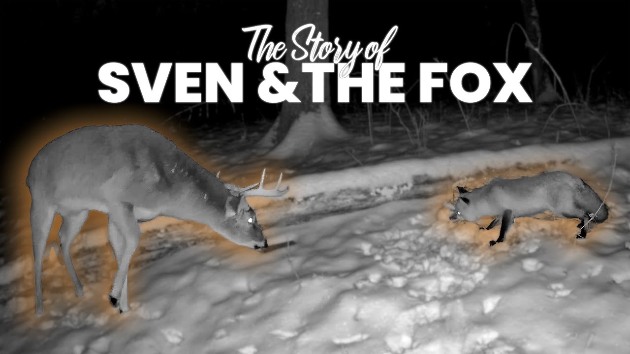 Fox & Buck meet in the woods (Really happened) - YouTube