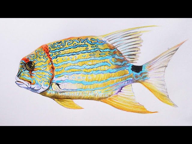 How To Draw A Fish Prismacolor Colored Pencils Tutorial