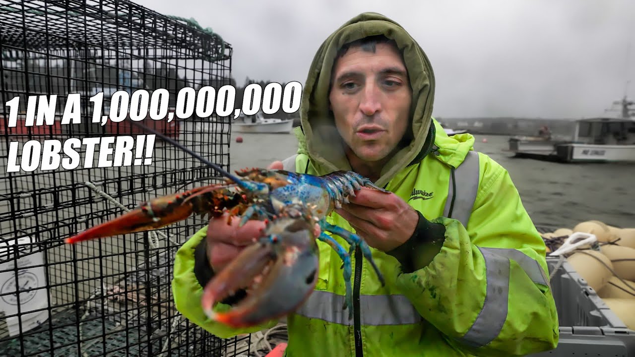 Race Against Time: Rescuing One of the Rarest Lobsters in the World ...
