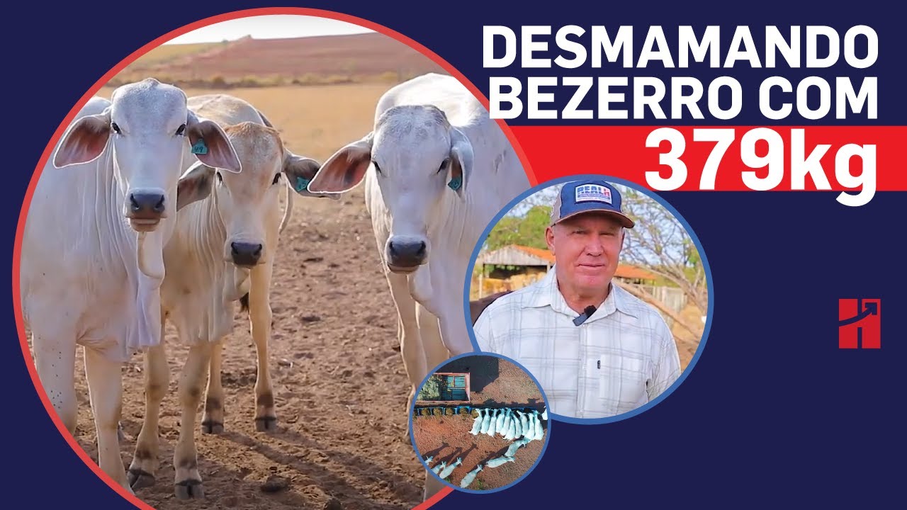 Caso de Sucesso 307 | Desmamando bezerro com 379kg na Estância Tangará ...