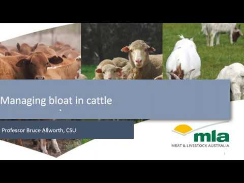 Managing bloat in cattle - YouTube