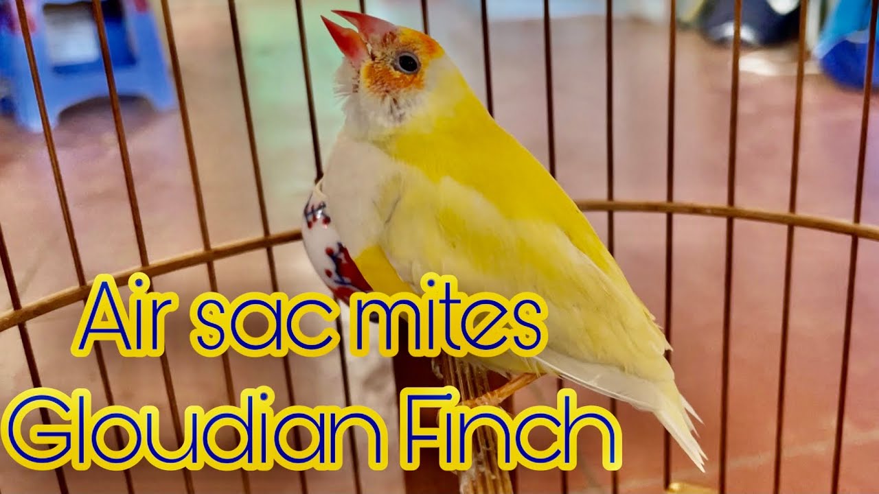 Air Sac Mites on Gloudian Finch and treatment instructions - YouTube