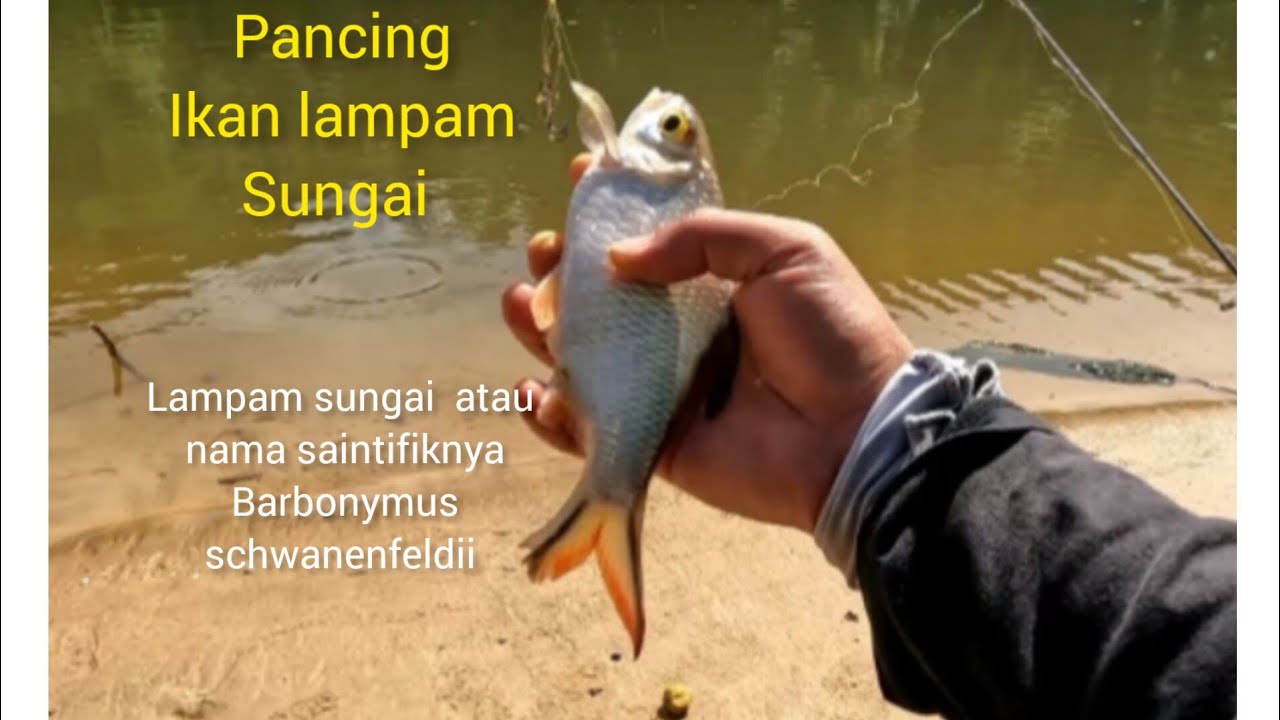 tapau ikan lampam sungai #fndfishingchannel # - YouTube