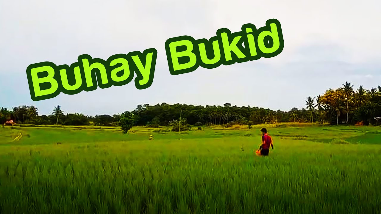 BUHAY BUKID | PATABA SA PALAY - YouTube